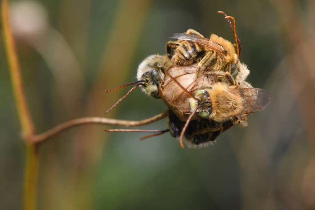 The ABCs of California’s Native BeesWednesday, May 13, 2026 – Santa ...